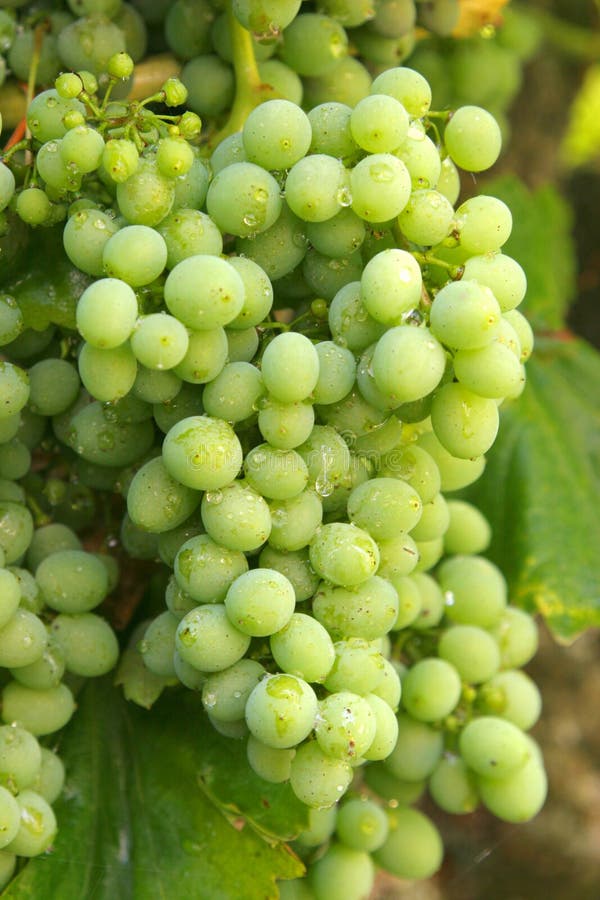 16+ Small grape cluster Free Stock Photos - StockFreeImages