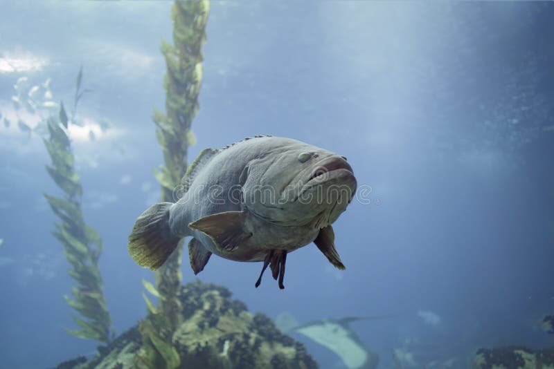 Big white grouper stock photo. Image of life, deep, monster - 188092418