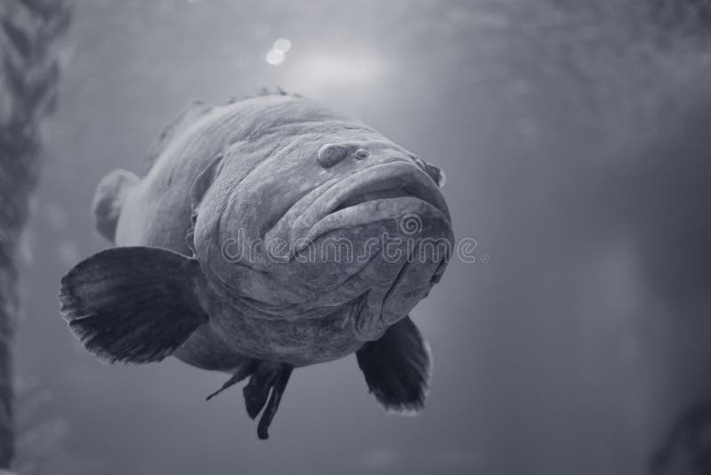 Big white grouper stock image. Image of marine, ocean - 135069359