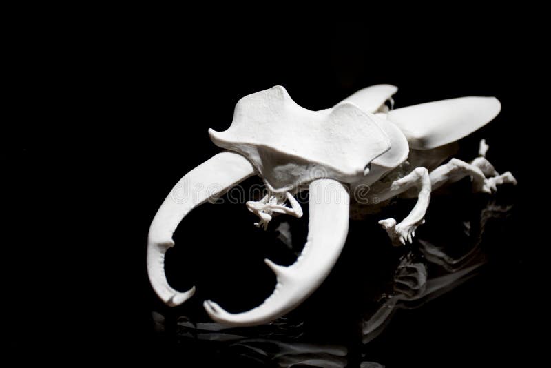 Big white insect stock photo. Image of nature, insect - 6025568