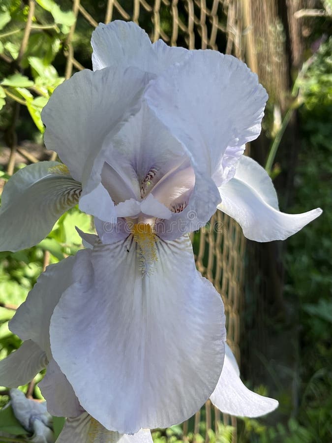 Big White Iris Close Up on Blur Background. Background Stock Photo ...