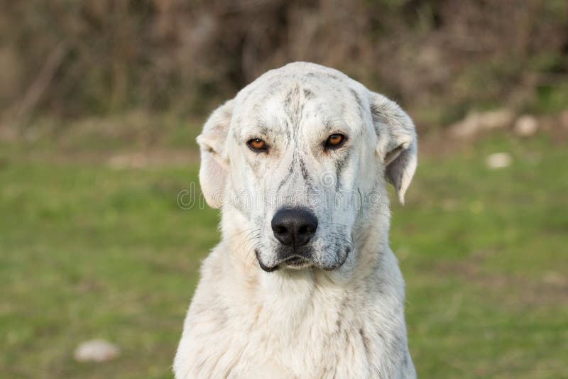Big White Labrador Dog in the Field Stock Image - Image of adorable ...