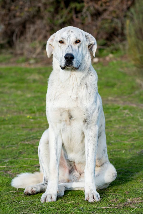 Big White Labrador Dog in the Field Stock Photo - Image of adorable ...