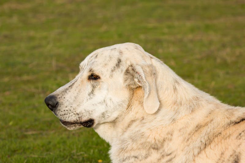 Big White Labrador Dog in the Field Stock Image - Image of outside ...