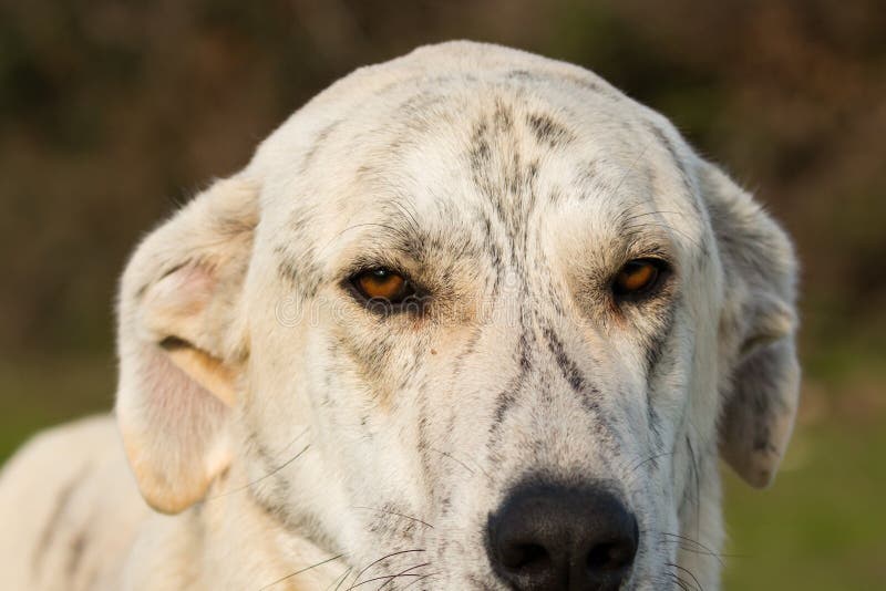 Big White Labrador Dog in the Field Stock Image - Image of canine ...