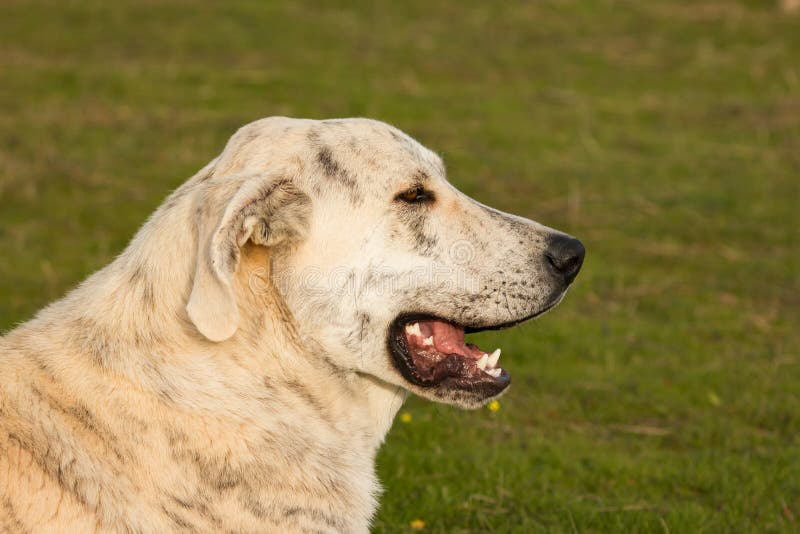 Big White Labrador Dog in the Field Stock Image - Image of canine ...