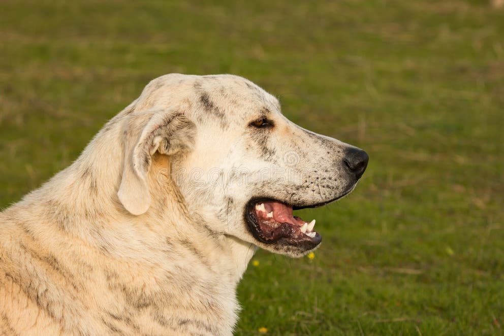Big White Labrador Dog in the Field Stock Image - Image of funny ...