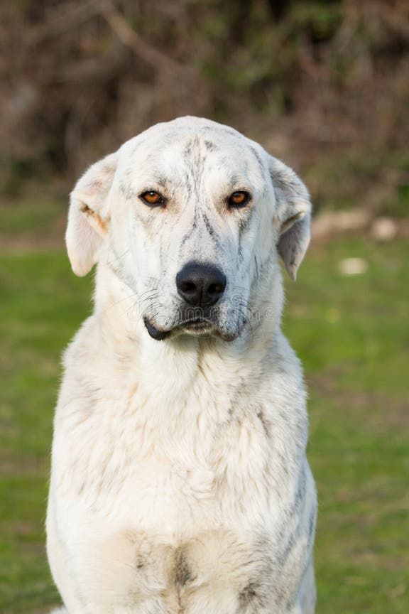 Big White Labrador Dog in the Field Stock Photo - Image of portrait ...
