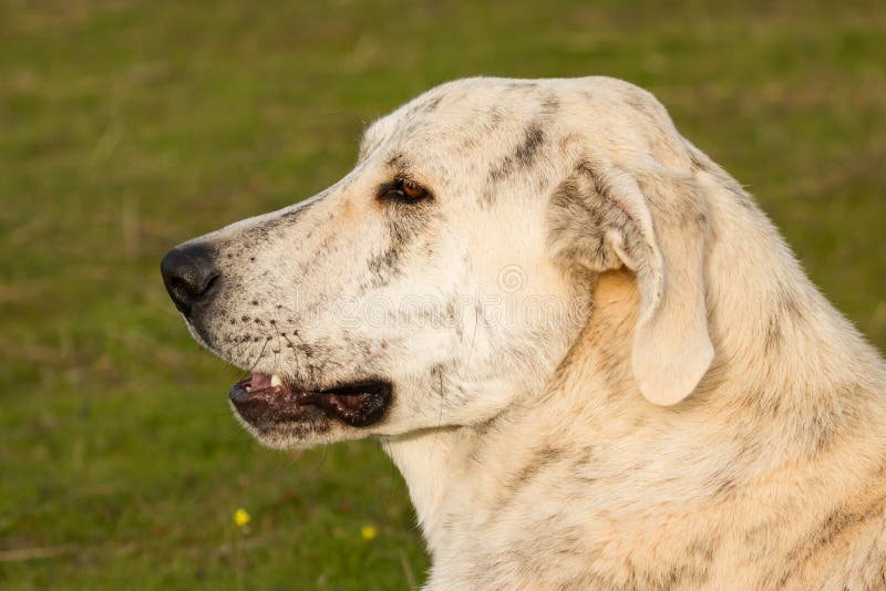 Big White Labrador Dog in the Field Stock Photo - Image of adorable ...