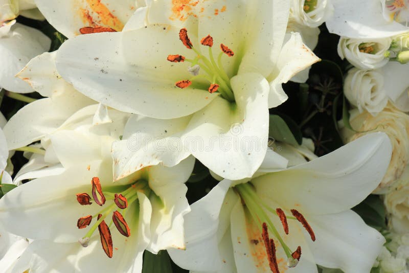 Big white lilies stock photo. Image of flowers, floral - 103963900