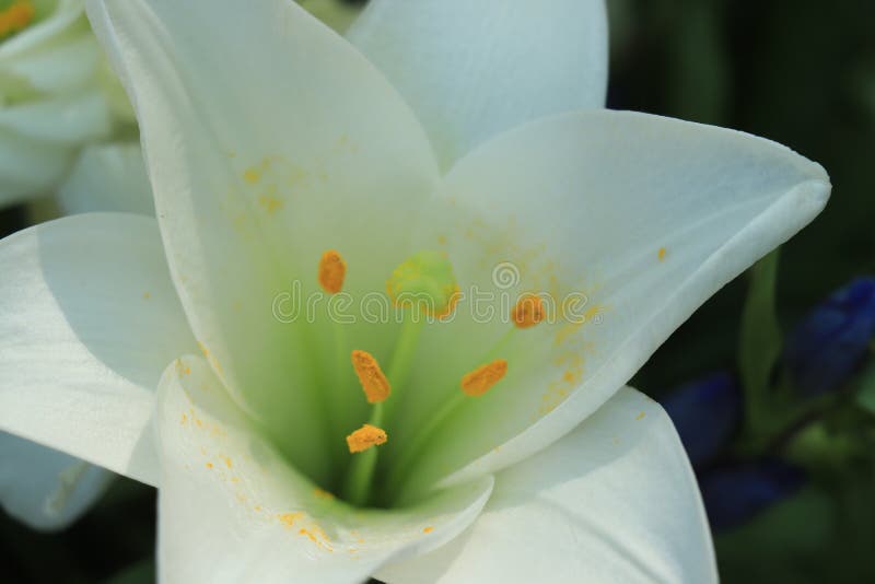 Big white lilies stock photo. Image of petal, bouquet - 244629010