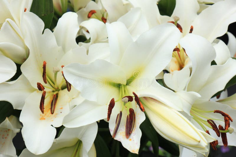 Big white lilies stock image. Image of decorative, lily - 91795799