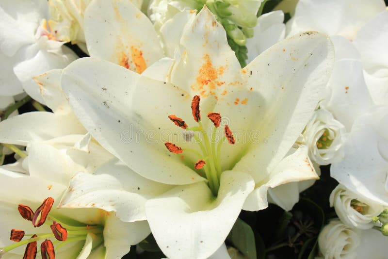 Big white lilies stock photo. Image of lily, nature, decoration - 91990802