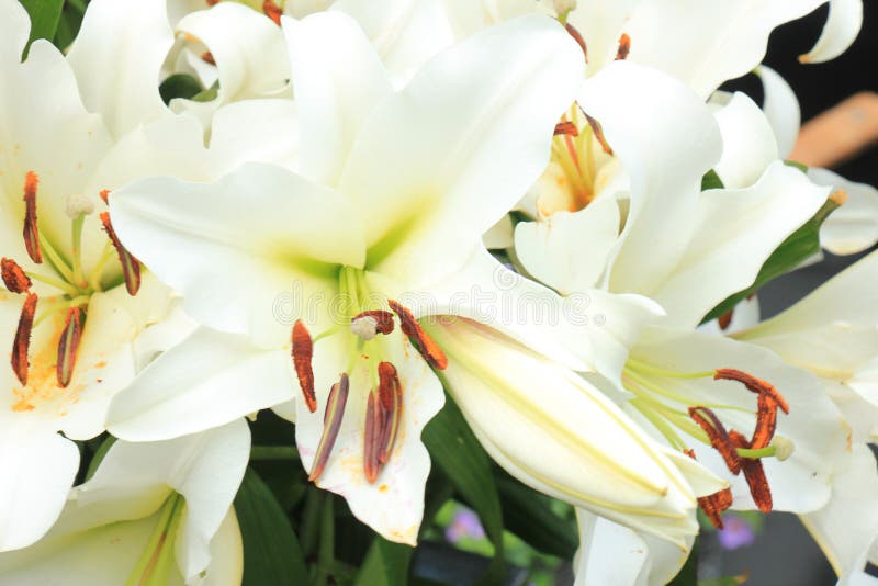 Big white lilies stock image. Image of flower, petal - 95475337