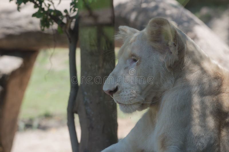 The Big White Lion Sit in the Zoo Stock Image - Image of lion, large ...