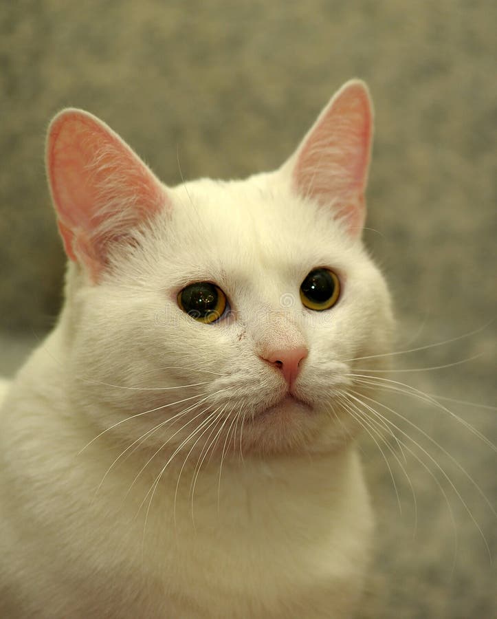 Big White Plump Cat on the Sofa Stock Image - Image of expressive ...