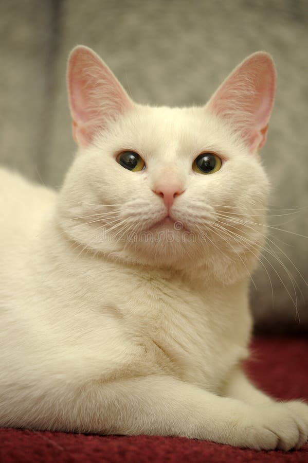 Big White Plump Cat on the Sofa Stock Photo - Image of cute, small ...