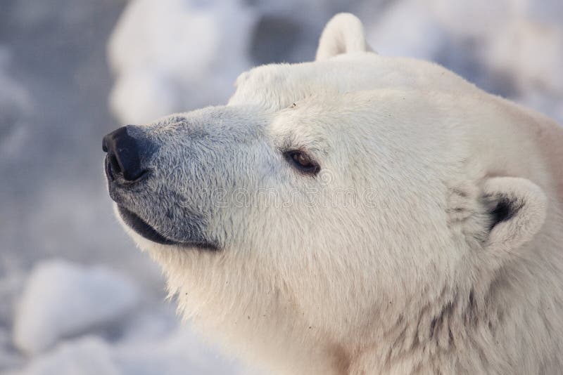 Big White Polar Bear`s Muzzle Stock Image - Image of animal, winter ...