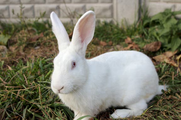 Big white rabbit stock photo. Image of softness, clean - 35676490