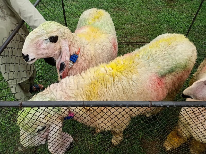 Big White Ram Prepared for Slaughter on Eid Ul Adha. Stock Image ...