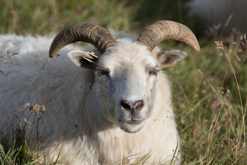 A Big White Ram Sheep with Long Horns Looking at You Close Up. Stock ...