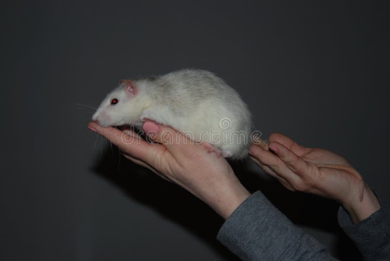Big white rat stock photo. Image of animal, beak, mammal - 215972106
