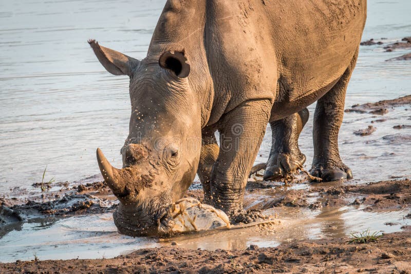 Drinking White rhino stock photo. Image of conservation - 68439814