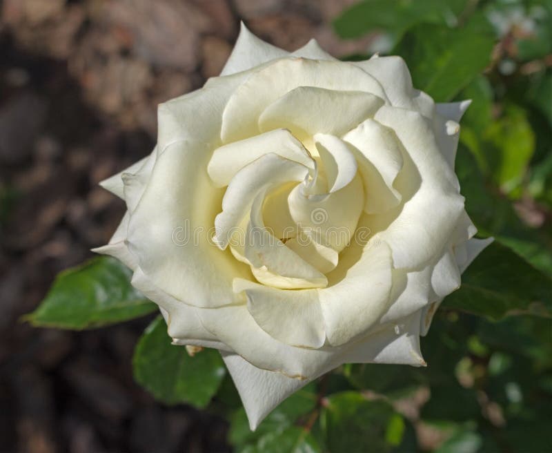 Big white rose stock image. Image of flower, elegant - 224011359