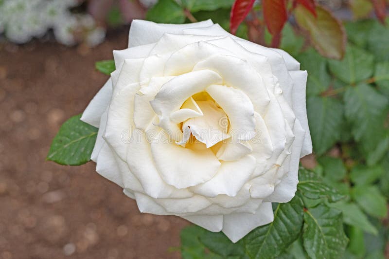 Big white rose stock photo. Image of botanical, gift - 280614676