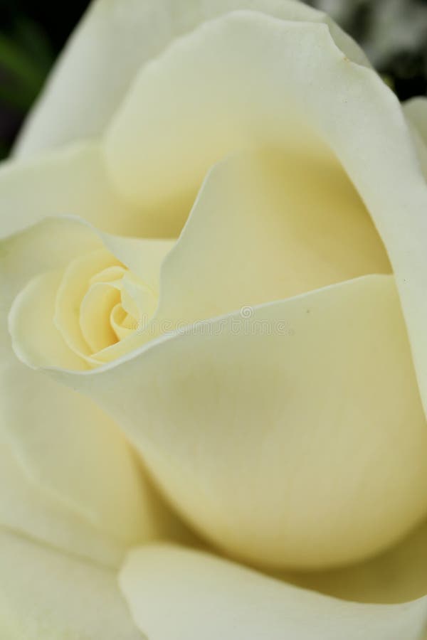 Big white rose stock photo. Image of flower, wedding - 113017476