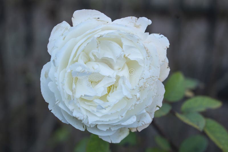 Big white rose close up stock image. Image of caught - 173354411