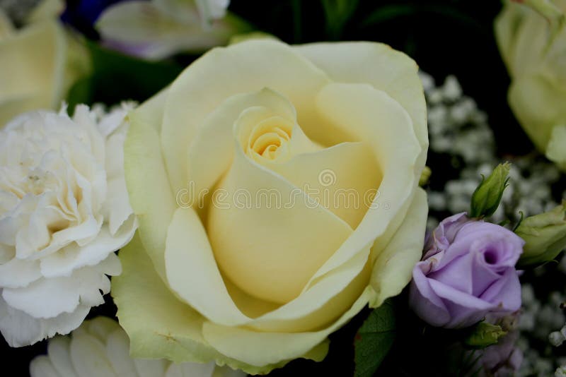 Big white rose stock image. Image of macro, nature, bridal - 113017463