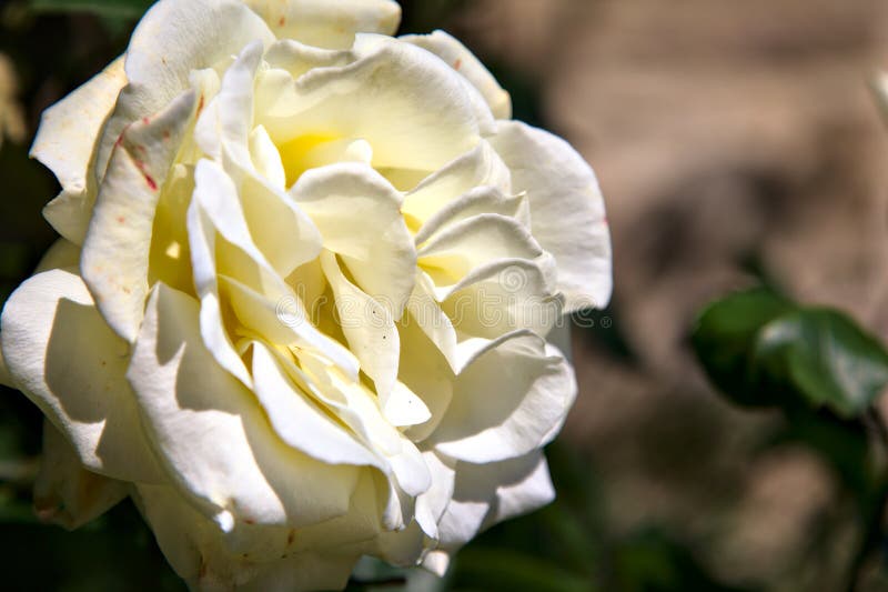 Big White Roses in Bloom Seen Up Close Stock Image - Image of flow ...