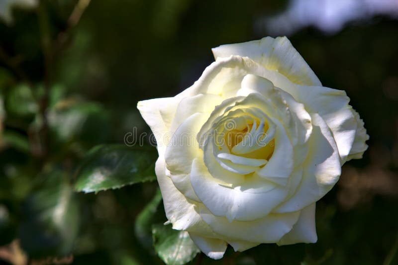 Big White Roses in Bloom Seen Up Close Stock Image - Image of garden ...