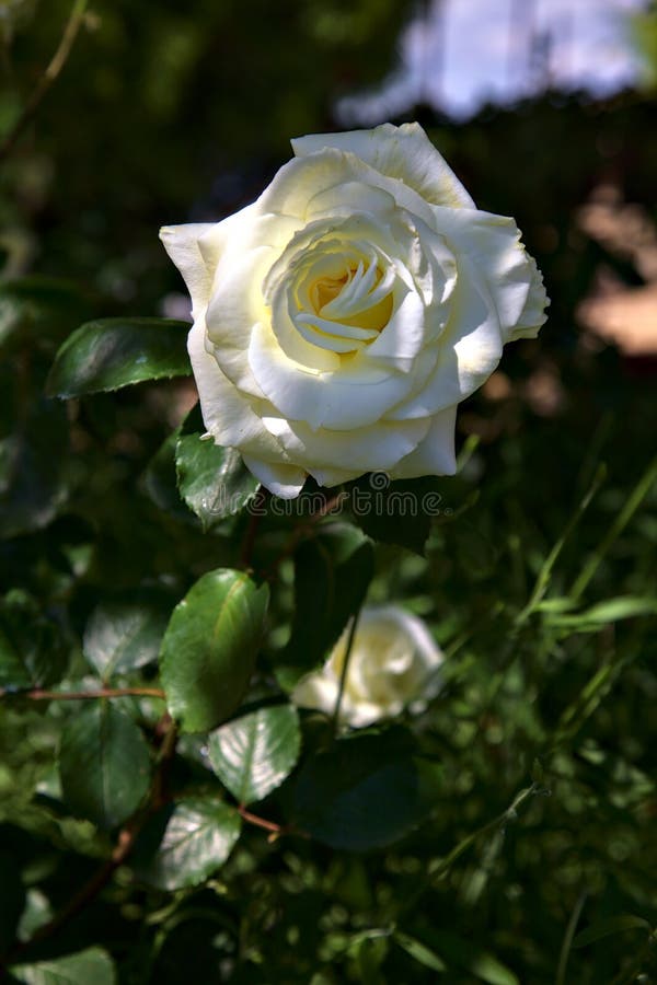 Big White Roses in Bloom Seen Up Close Stock Photo - Image of colours ...