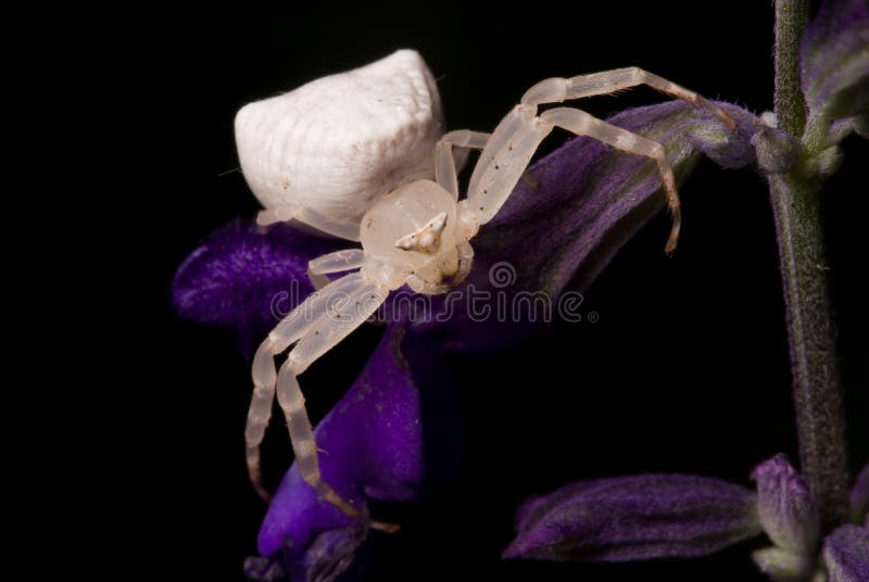 Big white scary spider stock photo. Image of scary, hungry - 33435056