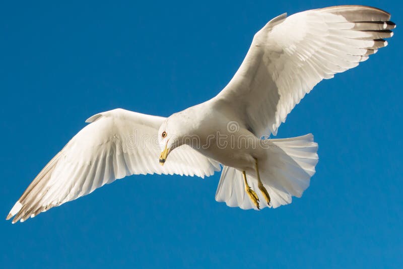 Big White Seagull Flying on a Clear Blue Sky Stock Image - Image of ...