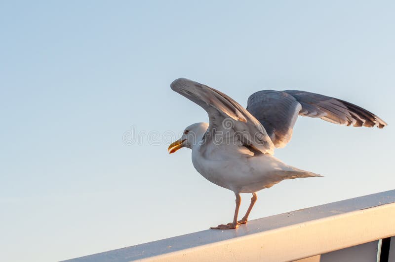Big White Seagull before Takeoff. Side View. Stock Photo - Image of ...