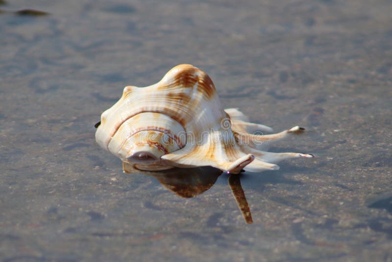 Big White Seashell on the Beach Water Stock Image - Image of pebble ...