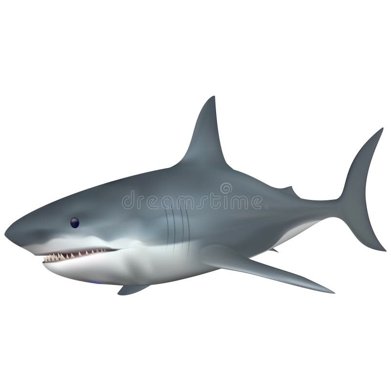 Squalidae Stock Illustrations – 2 Squalidae Stock Illustrations ...