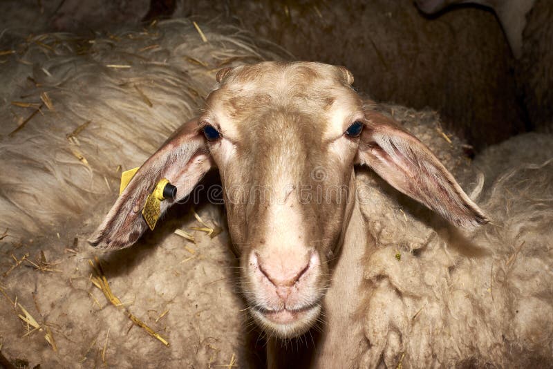 302 Sheep Long Ears Photos - Free & Royalty-Free Stock Photos from ...