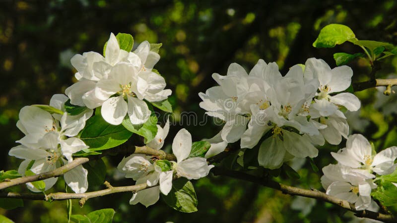 Big White Spring Prunus Blossoms in the Sunlight Stock Image - Image of ...