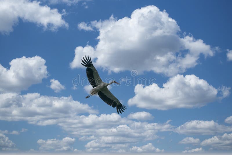 Big white stork stock photo. Image of nature, baby, bird - 273778492
