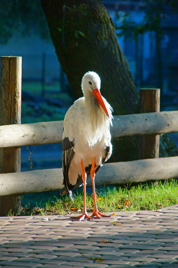 Big white stork stock image. Image of nature, wing, animal - 195475397