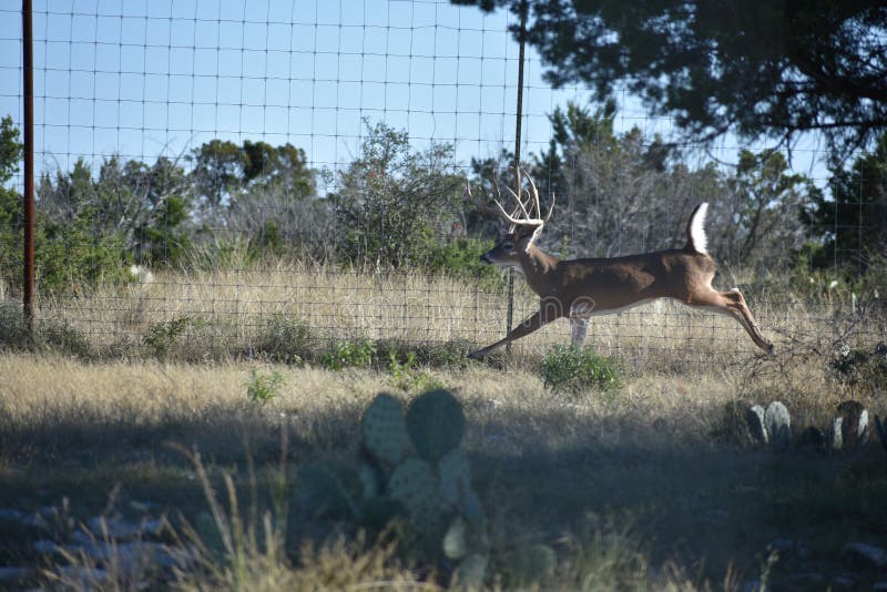 163 Whitetail Big Buck Up Close Photos - Free & Royalty-Free Stock ...