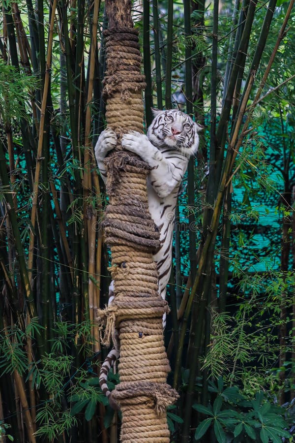 Big White Tiger Climbing on the Tree Stock Image - Image of mammal ...