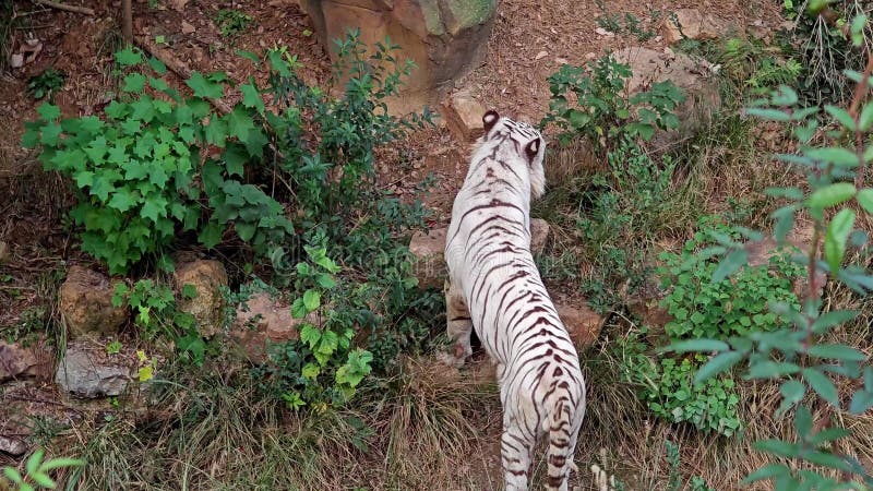A Big White Tiger Walking in the Bush in the Zoo Stock Footage - Video ...