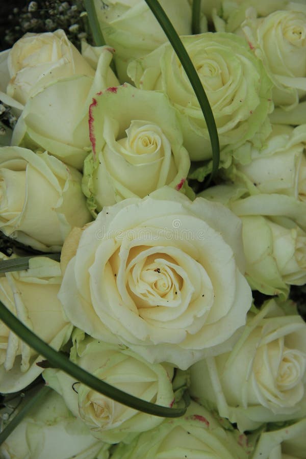 Big white wedding roses stock photo. Image of bouquet - 80473032