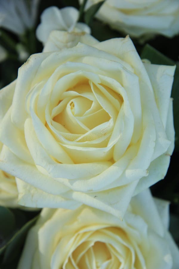 Big white wedding roses stock image. Image of rose, romance - 80473169