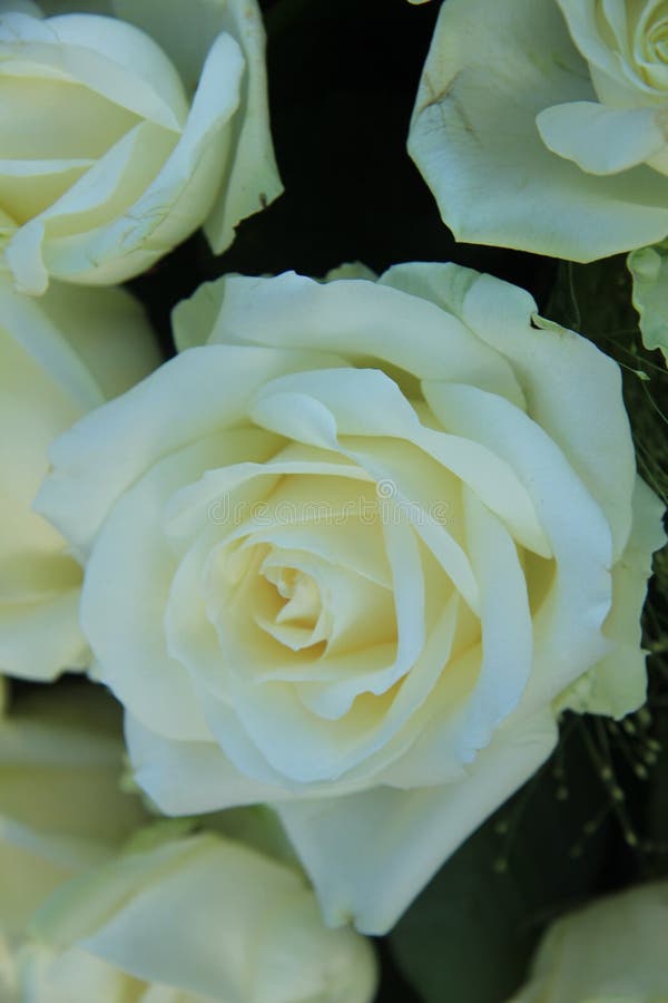 Big white wedding roses stock photo. Image of group, flower - 83530170